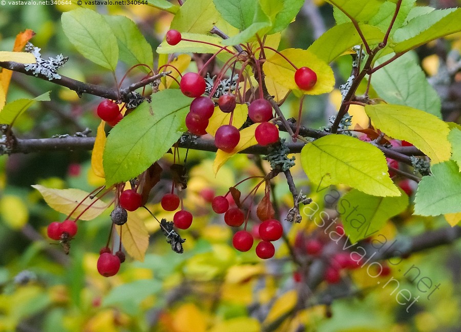 Kuva: Marjaomenapensas - Marjaomenapensas Malus toringo pensas omena ...