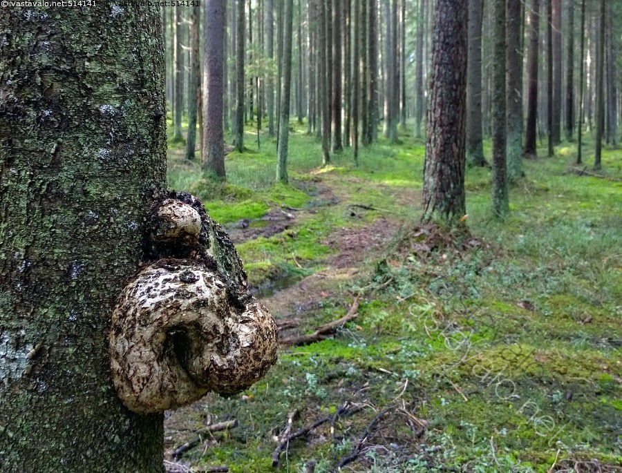 Kuva: Pahka - pahka puu lepänpahka puunkylki leppä lehtipuu puunrunko ...