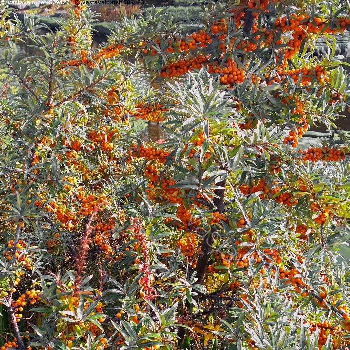 Kuva: Tyrni - Tyrnimarjapensas tyrni marja marjat kasvi pensas ...