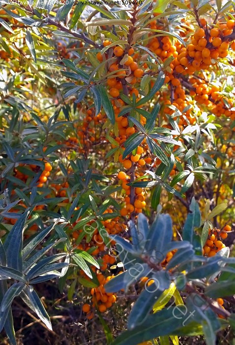 Kuva: Tyrnimarjapensas - Tyrnimarjapensas tyrni marja marjat kasvi ...