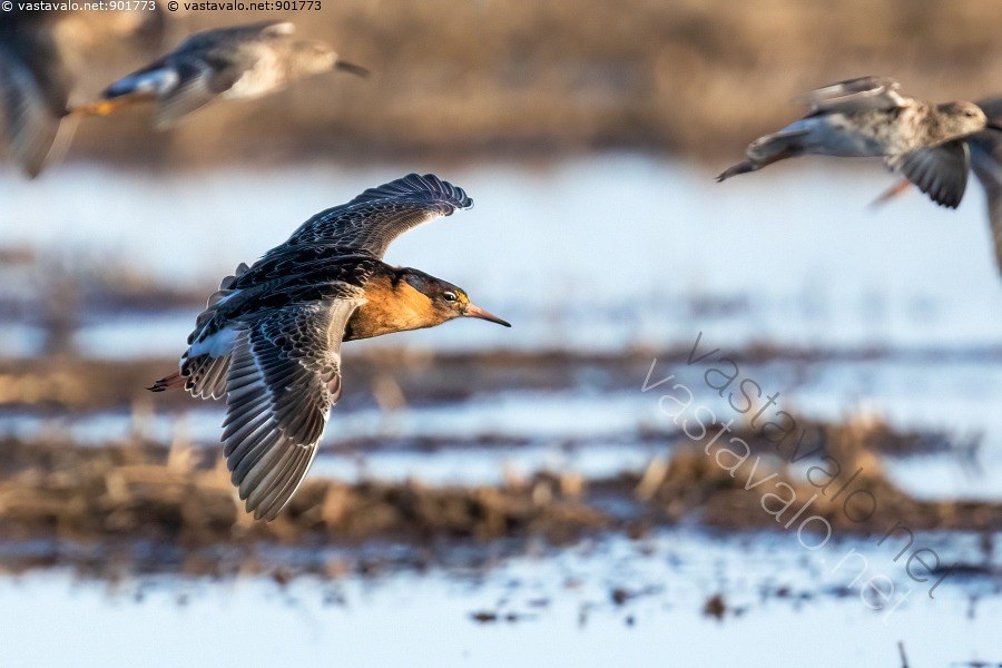 Kuva: Suokukko - suokukko koiras Philomachus pugnax Calidris kahlaaja ...