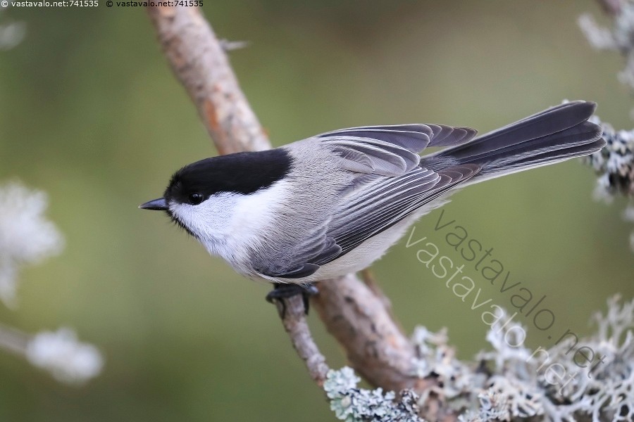 Kuva: Hömötiainen - hömötiainen Parus montanus lintu linnut tiainen ...