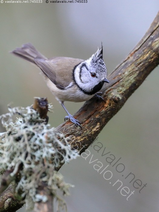 Kuva: Töyhtötiainen - töyhtötiainen Parus cristatus lintu pikkulintu ...