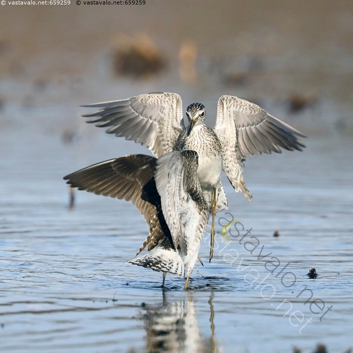 Kuva: Kaksi liroa - Tringa glareola kahlaaja kahlaajat muuttolintu ...