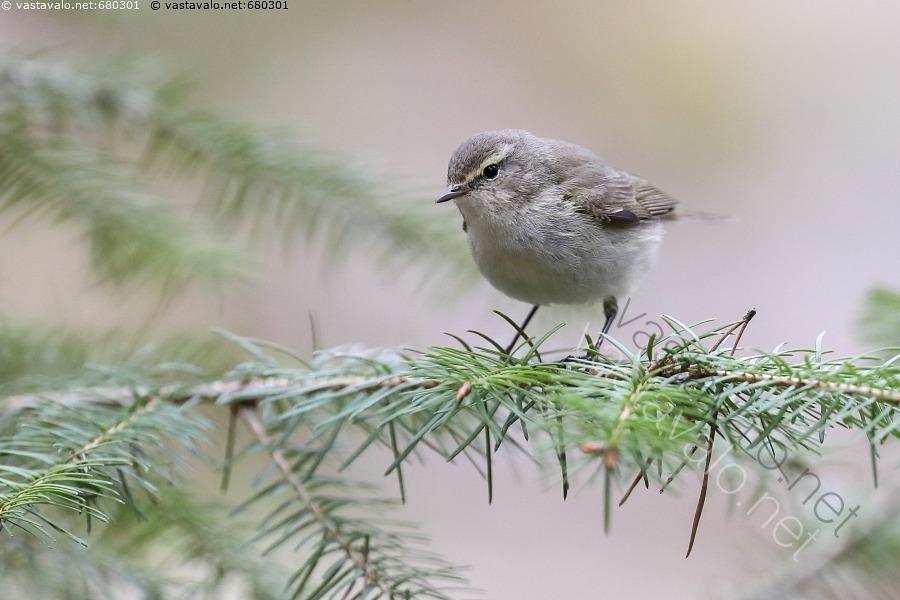 Kuva: Tiltaltti - Phylloscopus collybita tiltaltti muuttolintu ...