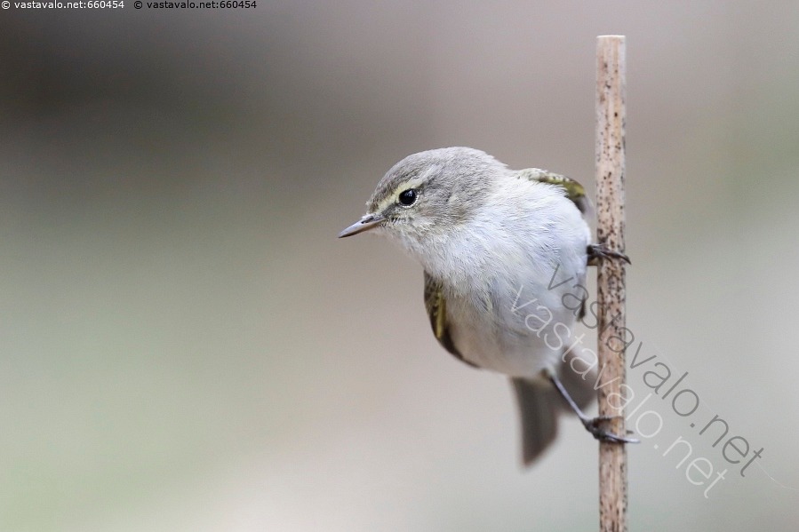Kuva: Tiltaltti - Phylloscopus collybita tiltaltti muuttolintu ...