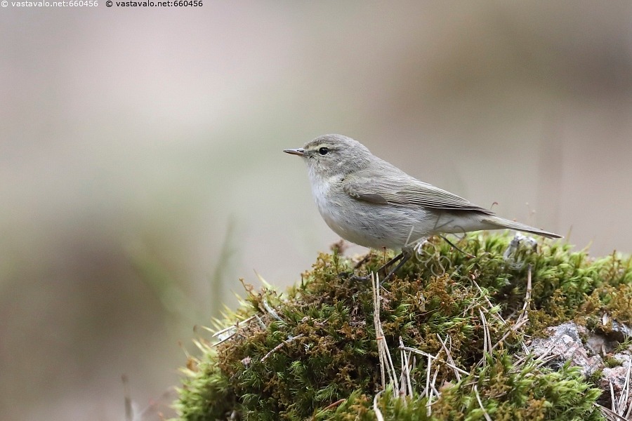 Kuva: Tiltaltti - Phylloscopus collybita tiltaltti muuttolintu ...