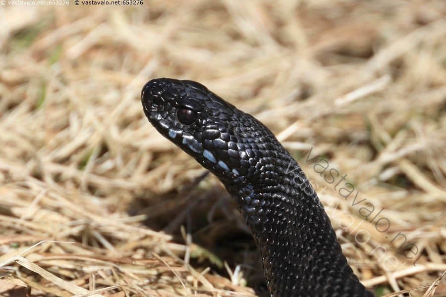 Kuva: Musta kyy - kyy käärme matelija musta myrkyllinen katse silmä ...