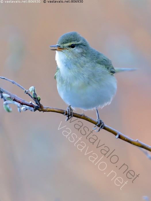 Kuva: Pajulintu - pajulintu Phylloscopus trochilus kevätpäivä uunilintu ...