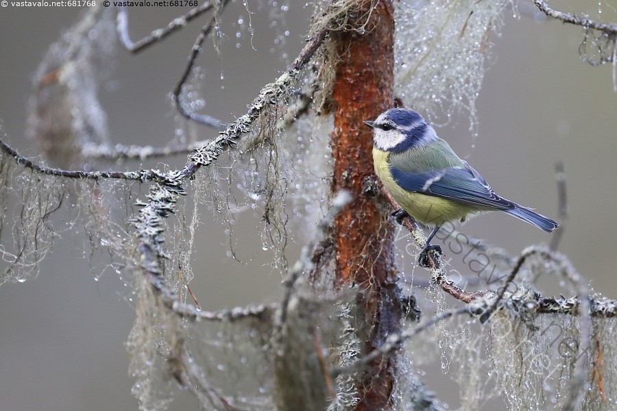 Kuva: Sinitiainen - sinitiainen Parus caeruleus luppo lintu linnut ...