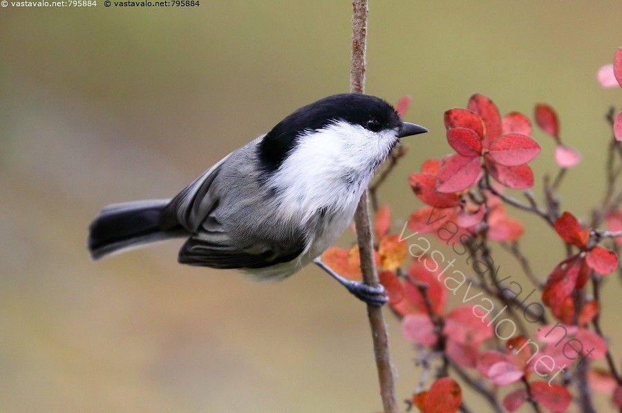 Kuva: Hömötiainen - hömötiainen Parus montanus tiainen tiaiset ...