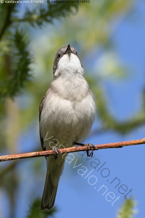 Kuva: Hernekerttu - hernekerttu Sylvia curruca lintu linnut pikkulinnut ...
