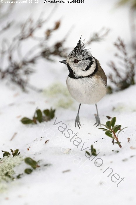 Kuva: Töyhtötiainen - töyhtötiainen Parus cristatus tiainen ...