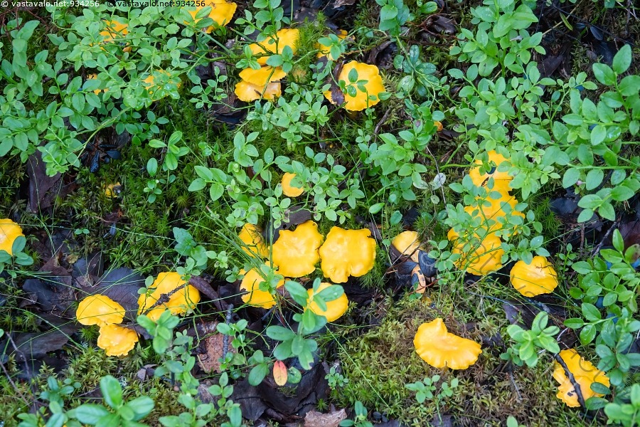 Kuva: Keltavahverot - kantarelli kanttarelli Cantharellus cibarius ...