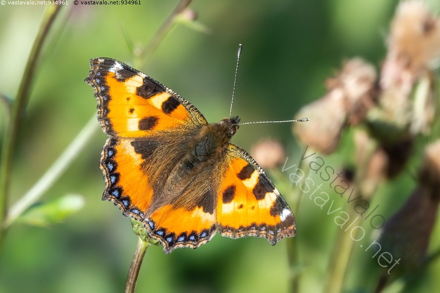 Kuva: Nokkosperhonen - nokkosperhonen perhonen Aglais urtica kaunis ...