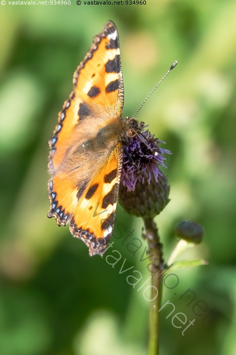 Kuva: Nokkosperhonen - nokkosperhonen perhonen Aglais urtica kaunis ...