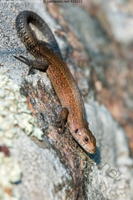 Kuva: Sisilisko - sisilisko Zootoca vivipara matelija matelijalaji ...