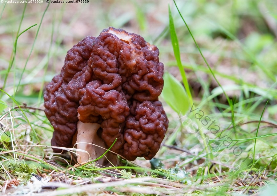 Kuva: Korvasieni - korvasieni sieni myrkyllinen Gyromitra esculenta ...
