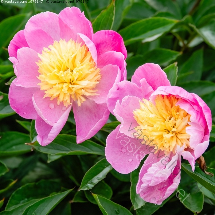 Kuva: Pioni - Paeonia pioni kasvi perenna kukka heteet värikäs ...
