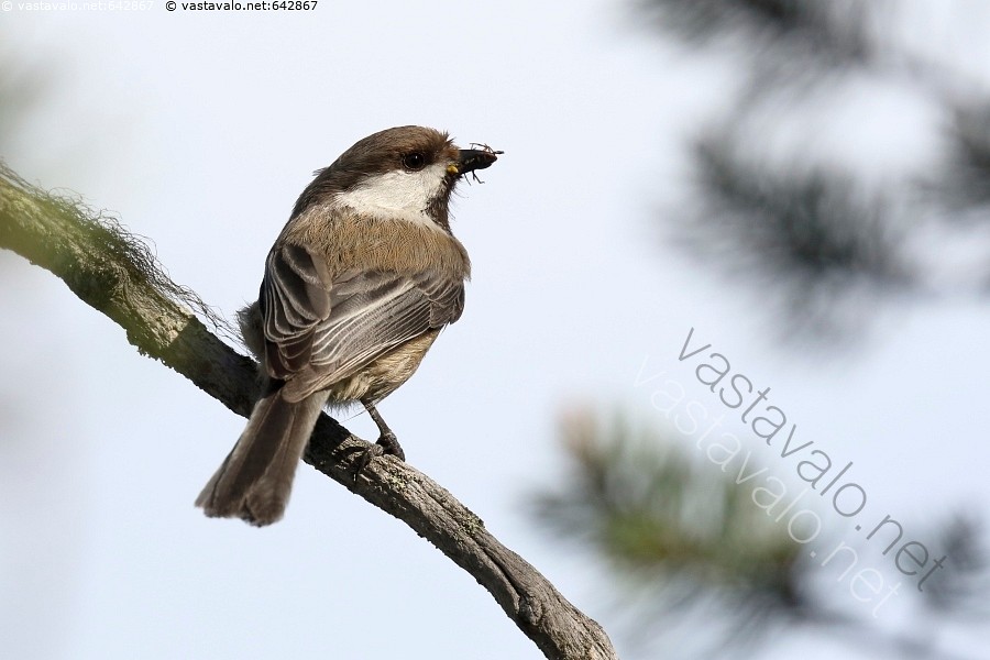 Kuva: Lapintiainen - lapintiainen lintu Parus cinctus havumetsä taiga ...