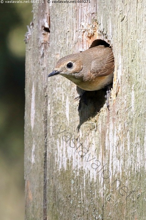 Kuva: Leppälintu - leppälintu pikkulintu pikkulinnut muuttolintu ...