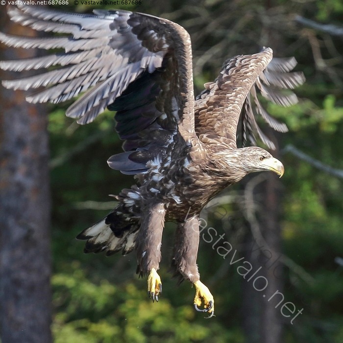 Kuva: Merikotka - merikotka esiaikuinen Haliaeetus albicilla kotka ...