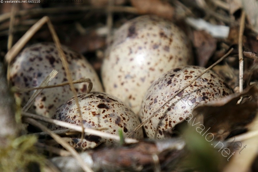Kuva: Rantasipin pesä - Actitis hypoleucos rantasipi maapesä pesä ...