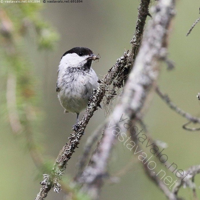 Kuva: Hömötiainen - hömötiainen Parus montanus tintti tiainen pieni ...