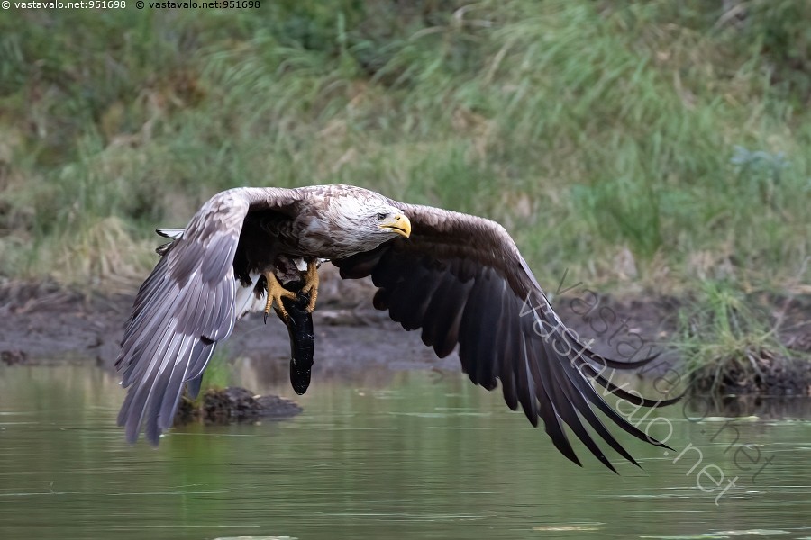 Kuva: Merikotka - merikotka aikuinen Haliaeetus albicilla kotka ...