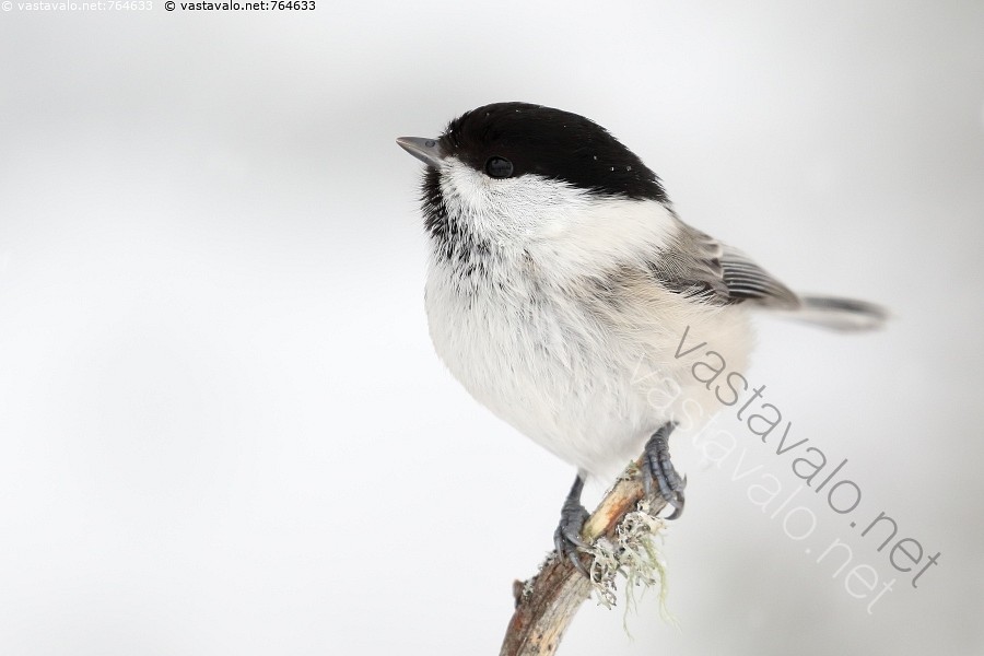 Kuva: Hömötiainen - hömötiainen Parus montanus lintu linnut tiainen ...