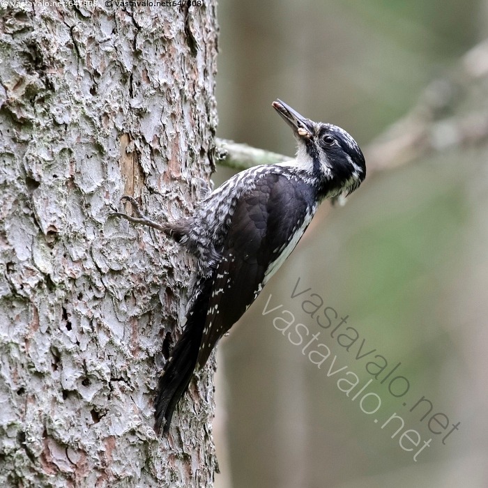 Kuva: Pohjantikka - pohjantikka naaras Picoides tridactylus lintu ...
