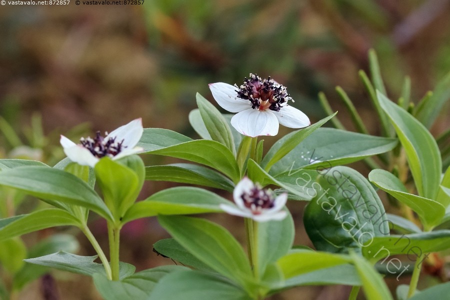 Kuva: Ruohokanukka - ruohokanukka Cornus suecica ruohokanukat kanukka ...