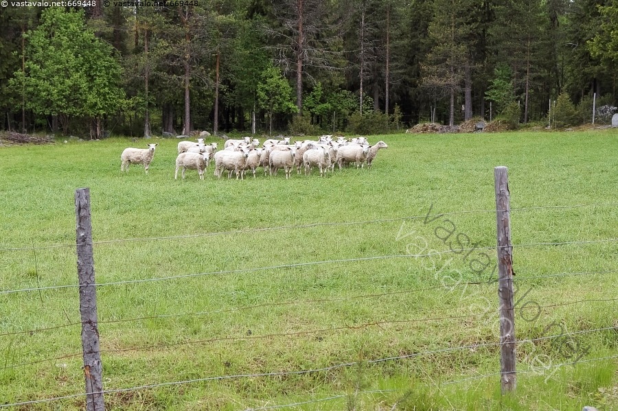 Kuva: Lampaat laitumella - lammas lampaat lammaskatras suomenlammas ...