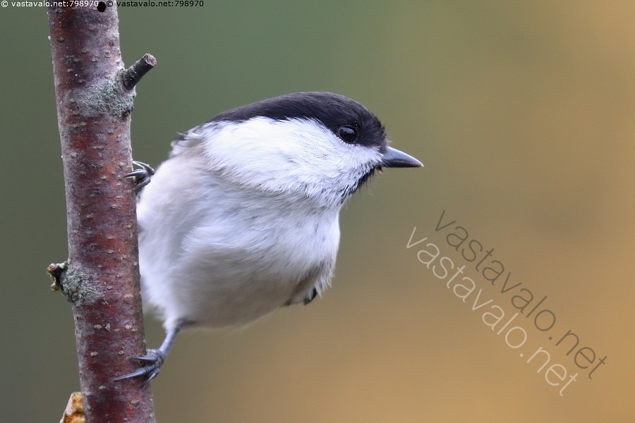 Kuva: Hömötiainen - hömötiainen Parus montanus lintu linnut tiainen ...