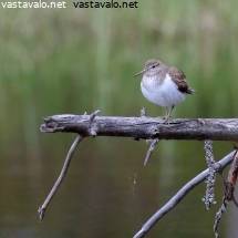 Kuva: Rantasipin pesä - Actitis hypoleucos rantasipi maapesä pesä ...
