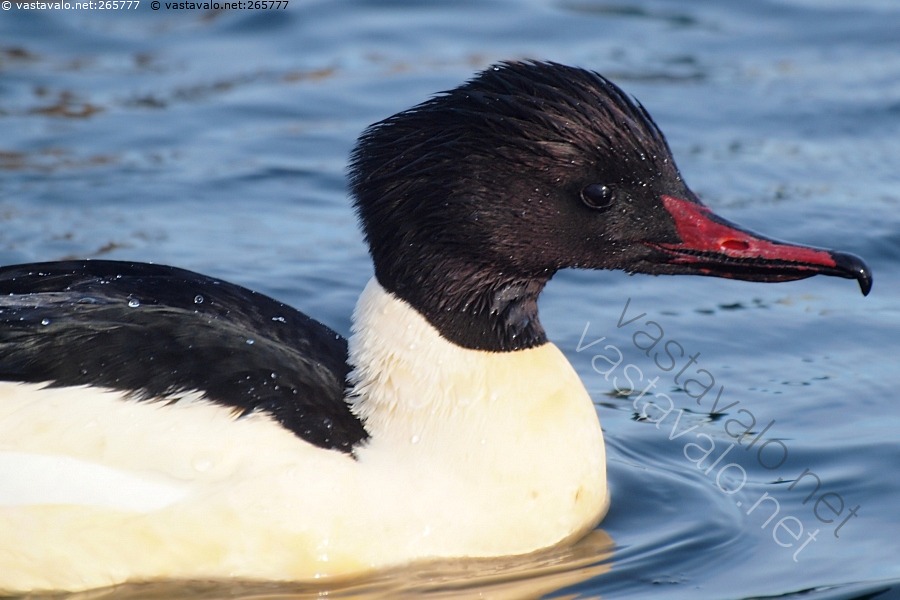 Kuva: Isokoskelo koiras - isokoskelo koiras koskelo Mergus merganser ...