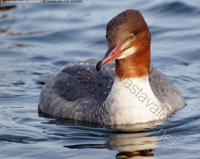 Kuva: Isokoskelo naaras - isokoskelo naaras koskelo vesilintu Mergus ...