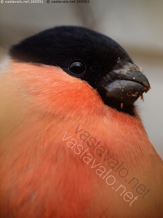 Kuva: Punatulkku läheltä - punatulkku koiras Pyrrhula pyrrhula potretti ...
