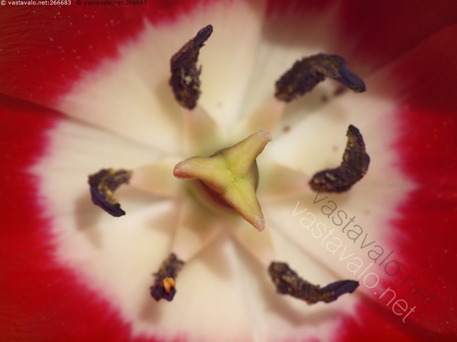 Kuva: Tulppaanin hede ja emi - tulppaani hede emi punainen valkoinen ...