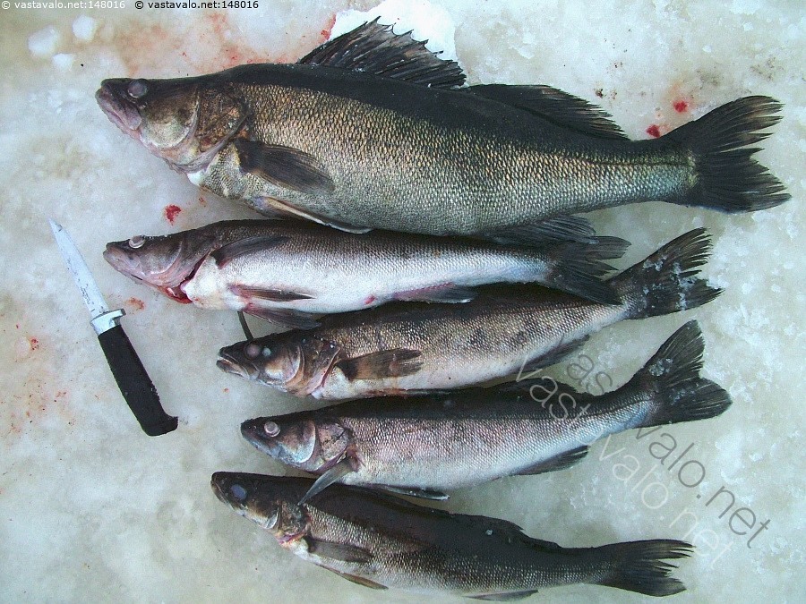 Kuva: Erikokoisia kuhia - kuha sander lucioperca kala petokala ...