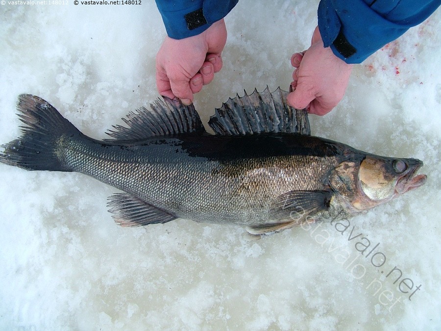 Kuva: Iso kuha - sander lucioperca uudenmaan maakuntakala kala petokala ...