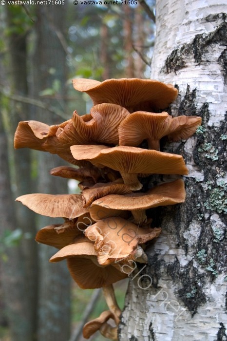 Kuva: Kyljessä koivupuun - sieni kasvusto koivu puut lahottaja itiöemä ...