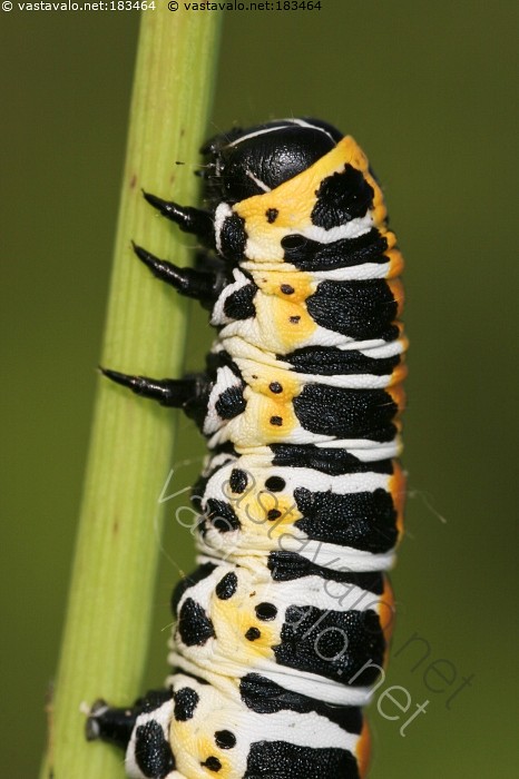 Kuva: Savukaapuyökkösen toukka 3 - savukaapuyökkönen cucullia lactucae ...