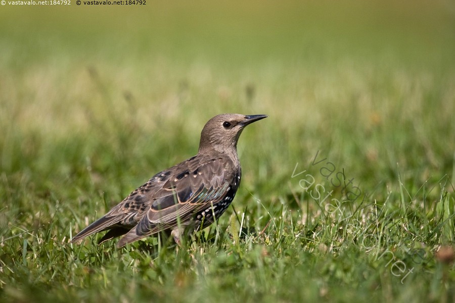 Kuva: Nuori kottarainen - kottarainen nuori lintu sturnus vulgaris ...