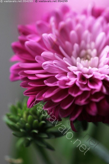 Kuva: Aniliininpunainen asteri - asteri syysasteri Aster novi-belgii ...