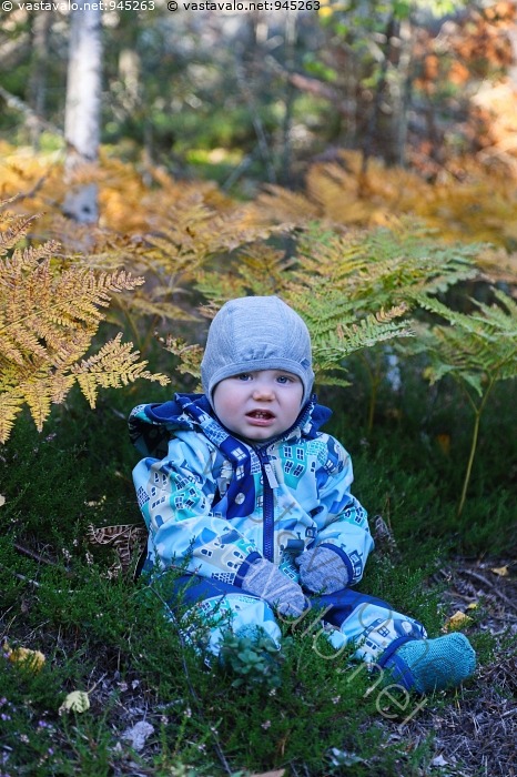 Kuva: Pieni poika kanervikossa - pienokainen pieni ihminen lapsi ...