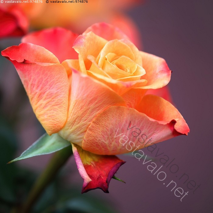 Kuva: Yksikin ruusu riittää - ruusu kukka terälehti terälehdet oranssi ...