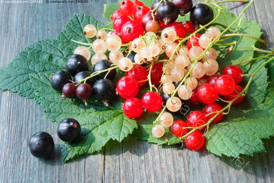 Kuva: Kolmenlaisia herukoita - mustaherukka mustaherukat mustaherukoita ...