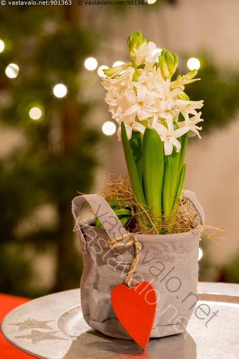 Kuva: Joulun tuoksua - joulukukka joulun jouluhyasintti hyasintti ...