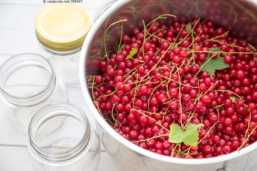 Kuva: Punaiset hyytelömarjat - punainen viinimarja viinimarjat ...